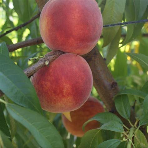 Semi Dwarf Crest Haven Peach Tree 3 Ft And Bare Root Online Orchards