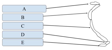 Lec 11 Integument Cranial Skeleton Flashcards Quizlet