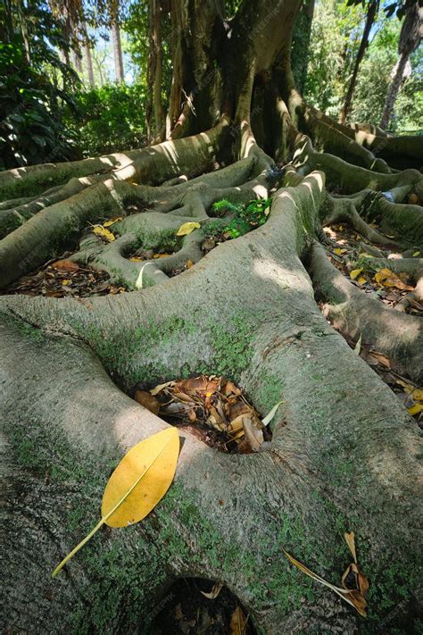 Premium Photo Exotic Tree Ficus Macrophylla Australian Banyan Fig Tree Trunk And Buttress