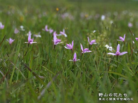 トキソウ 野山の花たち 東北と関東甲信越の花