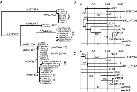 Phylogenies A Maximum Likelihood Phylogeny Constructed With 16s Rrna Download Scientific