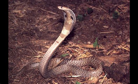 Top 10 Most Venomous Snakes दुनिया के 10 सबसे जहरीले सांप