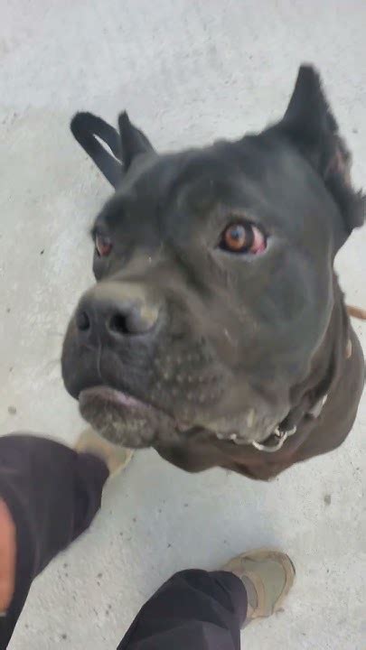 💟 9თვის კანე კორსო ბიგი 💥 Youtube