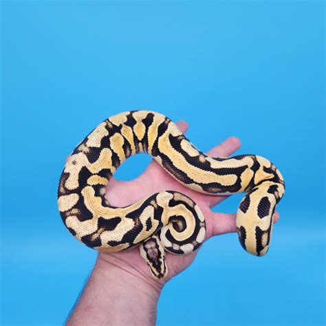 Puzzle Ball Pythons For Sale Geeky Gecko Creations