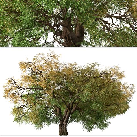 Artstation California Black Oak Tree Quercus Kelloggii 1 Tree