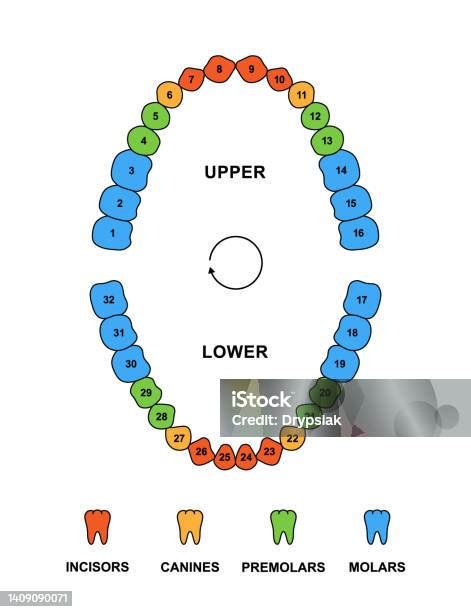 설명이있는 성인 치아 치열 해부학 위턱 및 아래턱 부분 절치 송곳니 전몰 및 어금니 보조 치아 실루엣 이빨에 대한 스톡 벡터 아트 및 기타 이미지 Istock