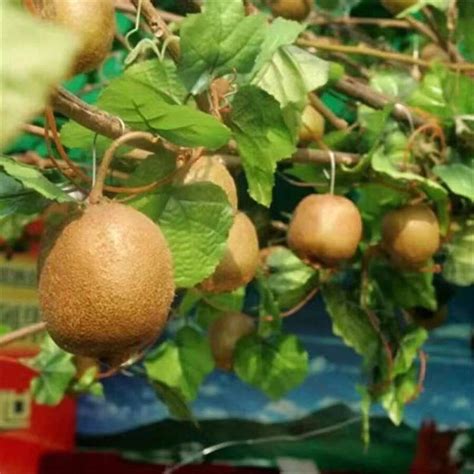 100 Kiwi Seeds Homegrown Edible Fruit Gardens Fruit Trees Non Gmo Vines
