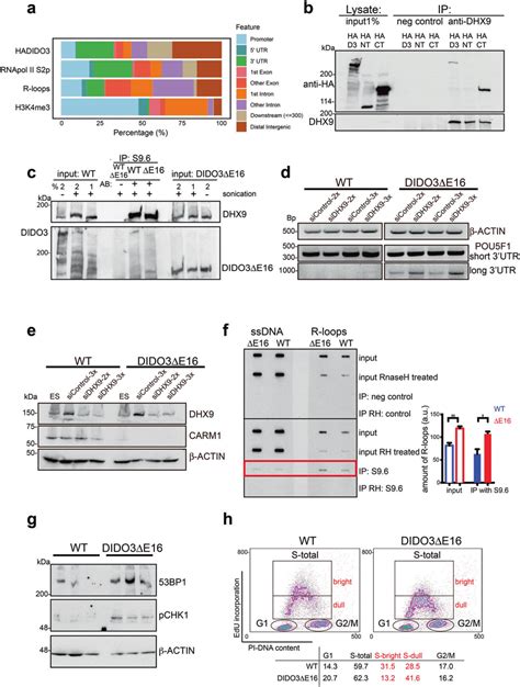 Coexistence Of Dido3 Rna Pol Ii Dhx9 And R Loops And Alterations In Download Scientific