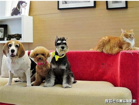 人与猫狗的万年情缘 它们为何是人类好朋友？狗狗