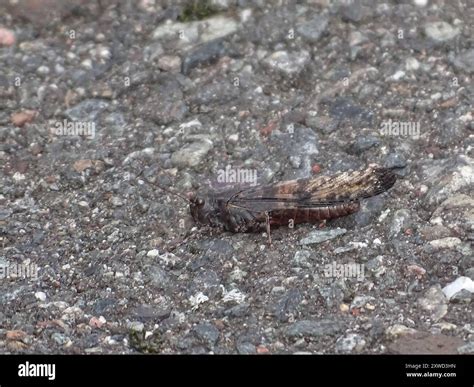 Crackling Forest Grasshopper Trimerotropis Verruculata Insecta Stock