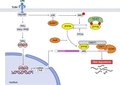 Frontiers Post Transcriptional Regulation Of Immune Responses And
