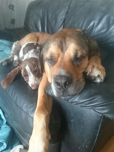 My 15 Week Old Springer Cross Pointer And My 9 Year Old Mastiff Cross Imgur