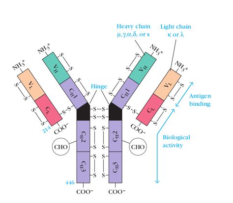 Immunoglobulins Antibodies Structure And Classes Microbe Online