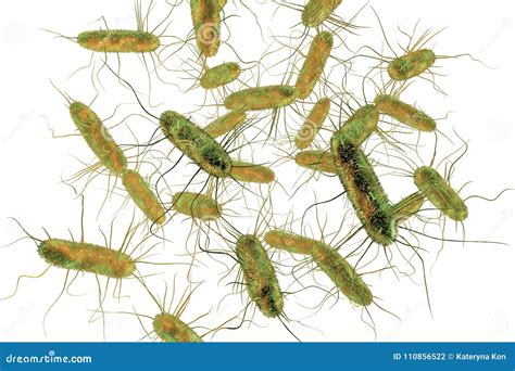 Salmonella Bacteria S Typhi S Stock Illustration Illustration Of