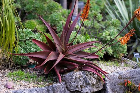 20 Different Types Of Aloe Plants Garden Lovers Club