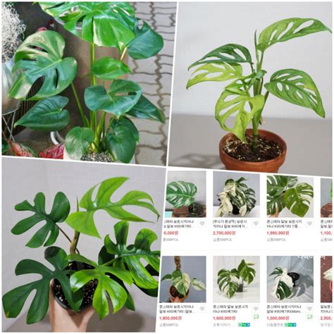 몬스테라 종류 키우기 델리시오사알보히메아단소니오블리쿠아 네이버 블로그