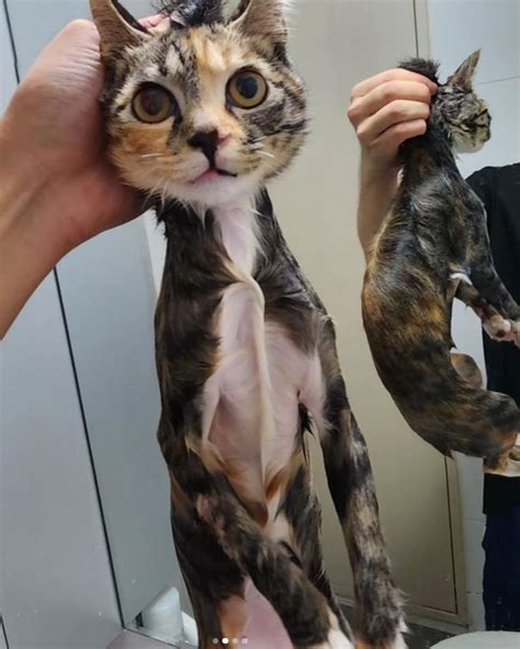 더쿠 파주 유기견 유기묘 입양 연쇄학대살해사건 범인 99년생 남자 청원 링크있음