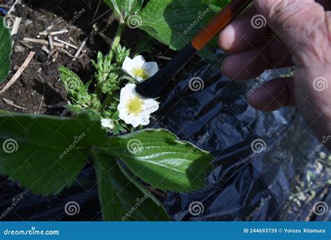 Strawberry Cultivation Artificial Pollination Of Strawberries Stock