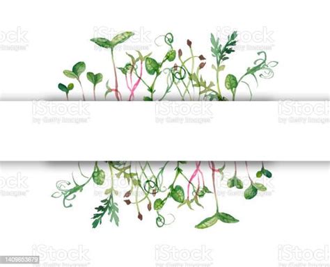 마이크로 그린 슈퍼 푸드 녹색 다른 콩나물 발아와 건강한 식생활 가정 부엌 개념에서 원예 마이크로 그린 음식 공간 복사 꽃봉오리에 대한 스톡 벡터 아트 및 기타 이미지