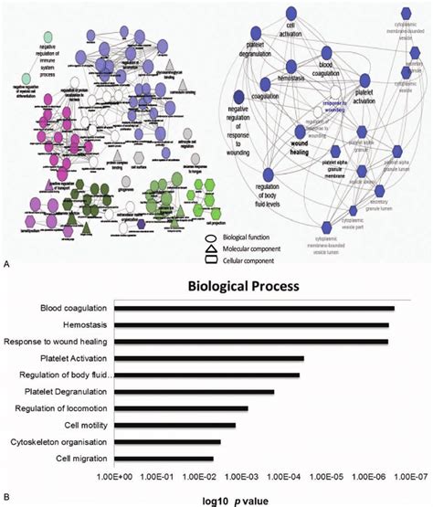Gene Ontology Go Functional Enrichment Analysis A Network Download Scientific Diagram