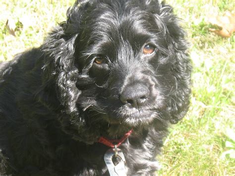 Solve Colby The Cocker Spaniel Jigsaw Puzzle Online With 30 Pieces