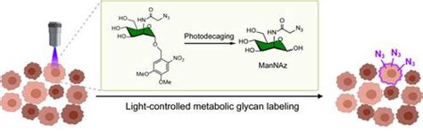 光笼叠氮糖用于细胞表面唾液酸聚糖的光控代谢标记 Chinese Journal Of Chemistry X Mol