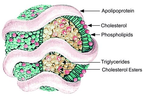 3 Schematic Diagram Illustrating The Ldl Particle Which Is The Main