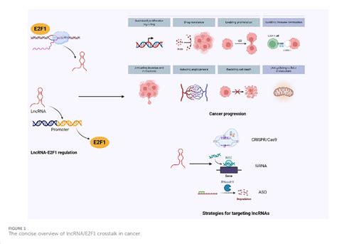 Figure 1 From Current Concepts Of The Crosstalk Between Lncrna And E2f1