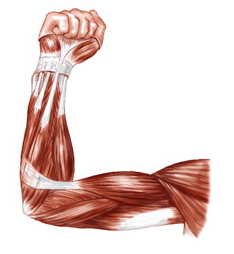 팔 Upper Limb 인체정보 의료정보 건강정보 서울아산병원