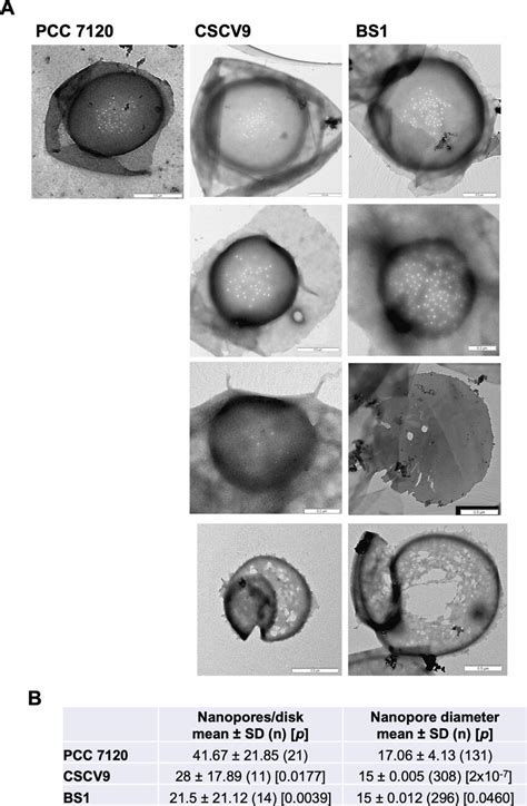 Septal Nanopore Array In Sept Mutant Strains A Representative