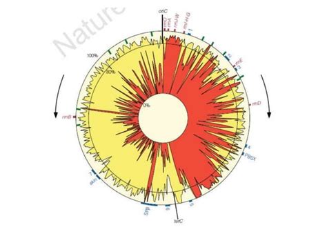 Whole Genome Sequencing Of Bacillus Subtilis A Gram Positive Organism Ppt