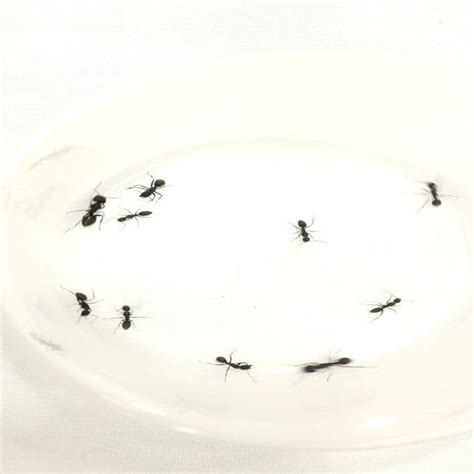 Insekty Object Detection Dataset And Pre Trained Model By Insect Detection