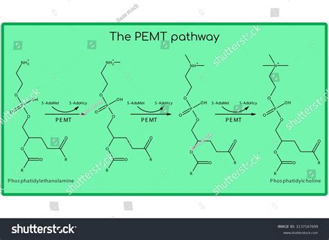 Molecular Diagram Pemt Pathway Biosynthesis Phosphatidylethanolamine Stock Vector Royalty Free