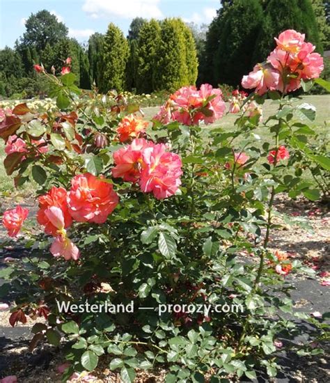 Westerland - описание розы, фото, отзывы | prorozy.com