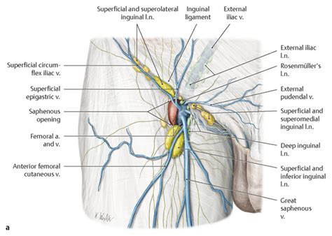 Anatomy Thoracic Key