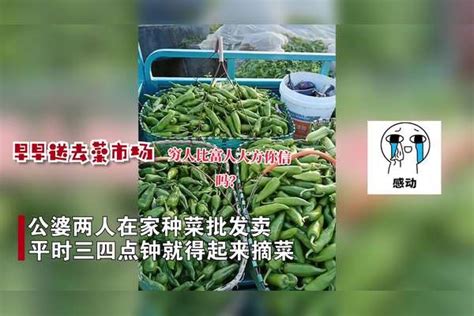 公婆辛苦种菜卖1000多元，转头就给儿媳300元零花钱：带娃太辛苦零花钱公婆儿媳