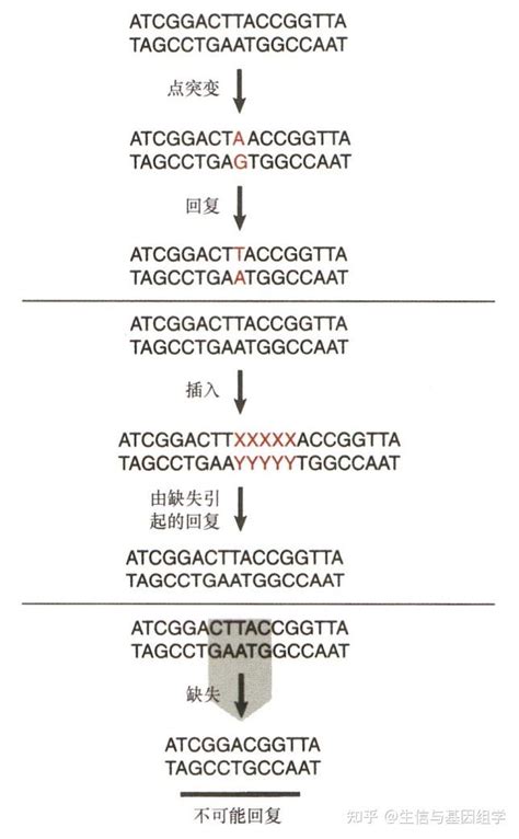 基因组学系列1碱基突变的关键概念 知乎