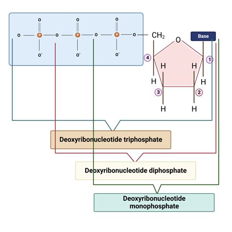 Dna Definition Structure Properties Types Functions Biology