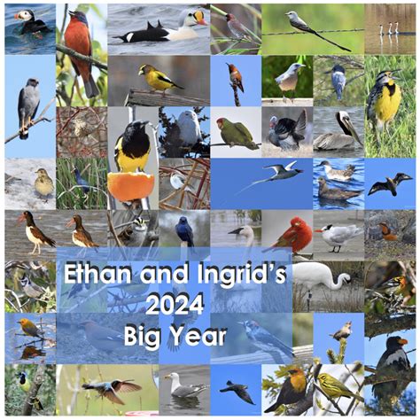 2024 Big Year 48 States Gallery Big Year Birding