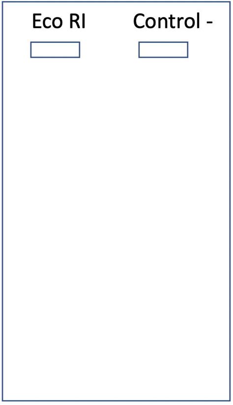 Solved Draw The Complementary Strand Of The Following Chegg