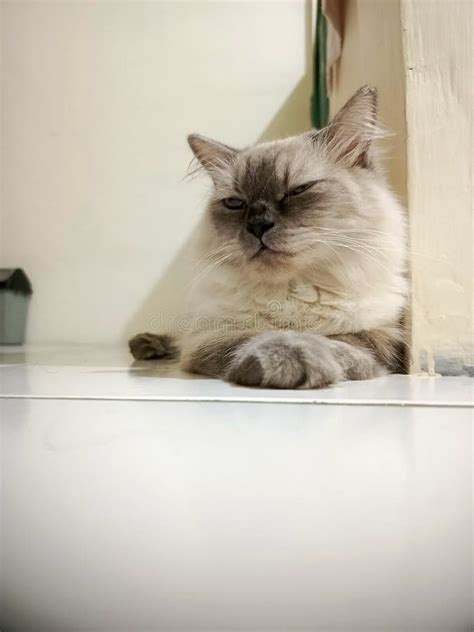 Cuttie Himalayan Cat Stock Image Image Of Cuttie Cute 352648919