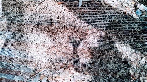 How Vent Mesh Protects Against Rodents And Debris The Mesh Company
