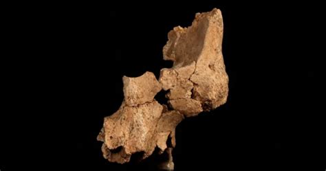 Европт байсан хамгийн эртний хүний ясны хэлтэрхий олджээ