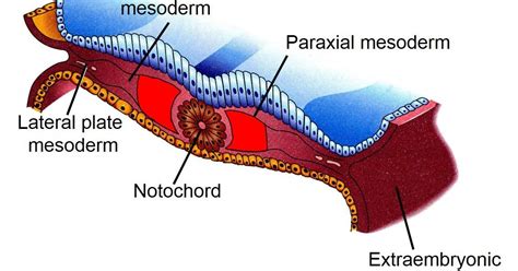Medical Science Made Easy Mesoderm Germ Layer Derivatives At A Glance