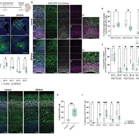 Zbtb16 Increases Pax6 Eomes Basal Progenitors And Deep Layer Neurons Download Scientific