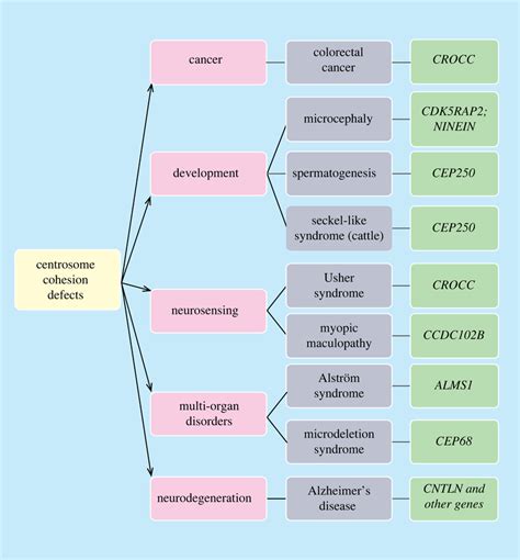 Diseases And Disorders Associated With Centrosome Cohesion Defects The Download Scientific