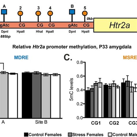 Methylation Dependent And Sensitive Restriction Enzyme Digests Reveal