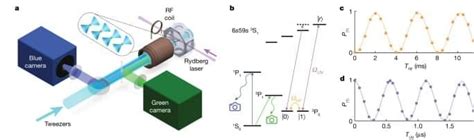 High Fidelity Gates And Mid Circuit Erasure Conversion In An Atomic