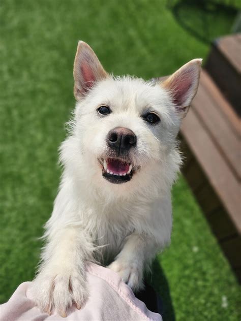 테리어믹스 복순이 강아지 책임분양 ♥ 아이조아 유기방지입양 파양 강아지보호소 고양이보호소 무료분양센터