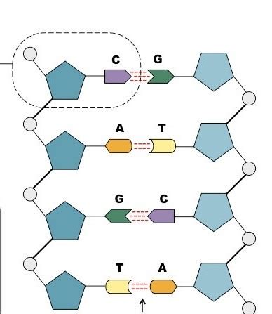 LT 5 1 DNA Structure Function Replication Diagram Quizlet